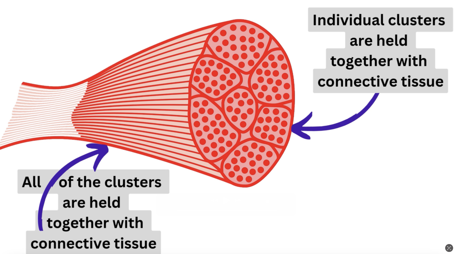 Are Muscle Adhesions Causing My Sticky Muscles? | Mobility-Doc